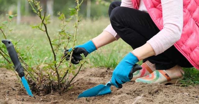 9 Cara Merawat Taman Rumah Agar Tetap Indah